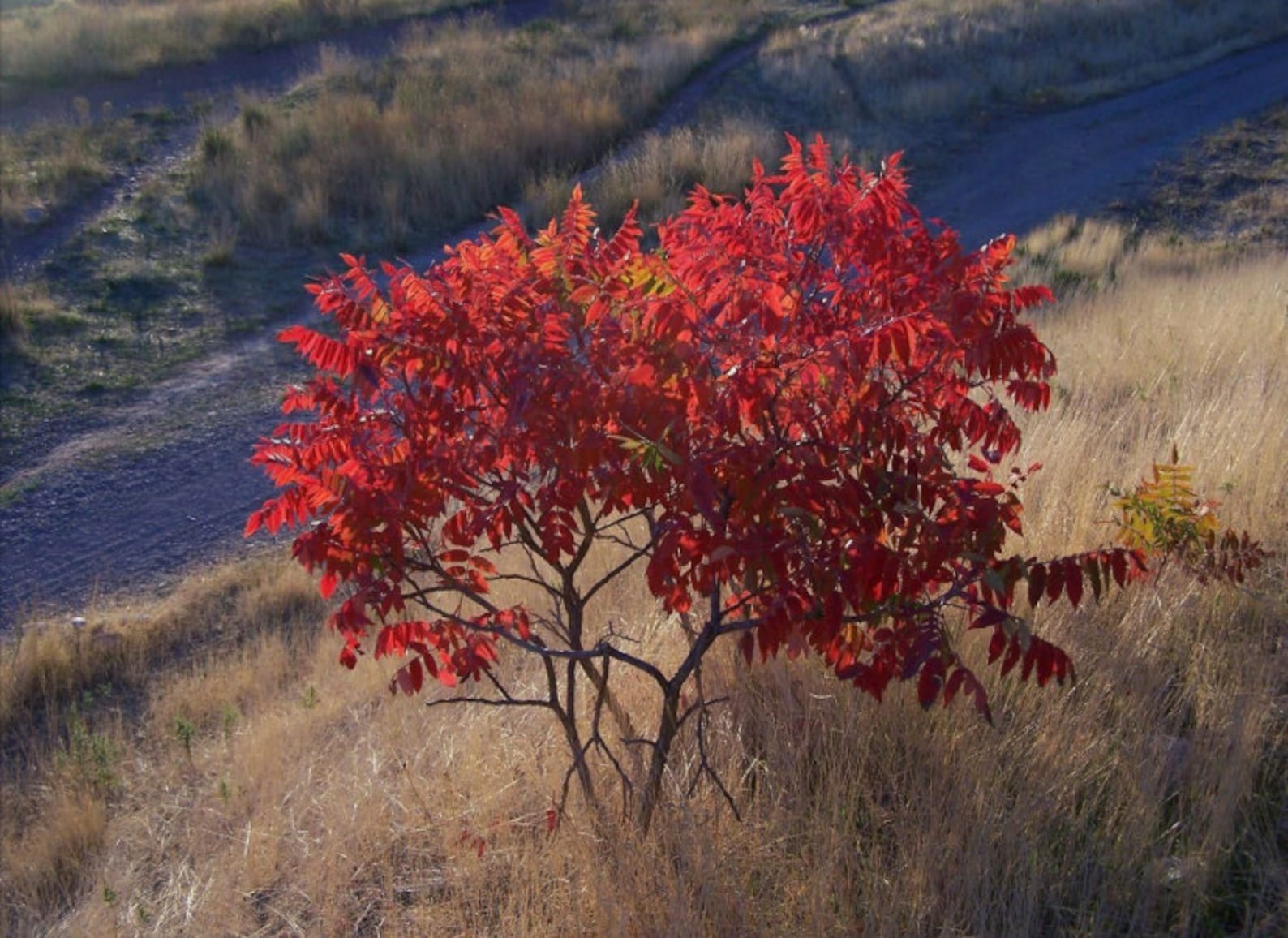 Smooth Sumac Tree Sapling, Smooth Sumac Tree, Sumac Tree, Live Plant ...