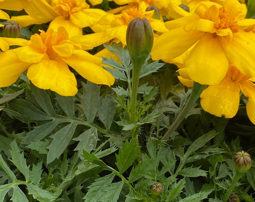 Durango Yellow Marigold Seeds- Yellow Flowers, Annual Flowers, Marigold ...