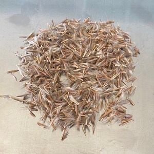 Little Bluestem Seed- Ornamental Grass Seeds, Grass Seeds, Perennial ...