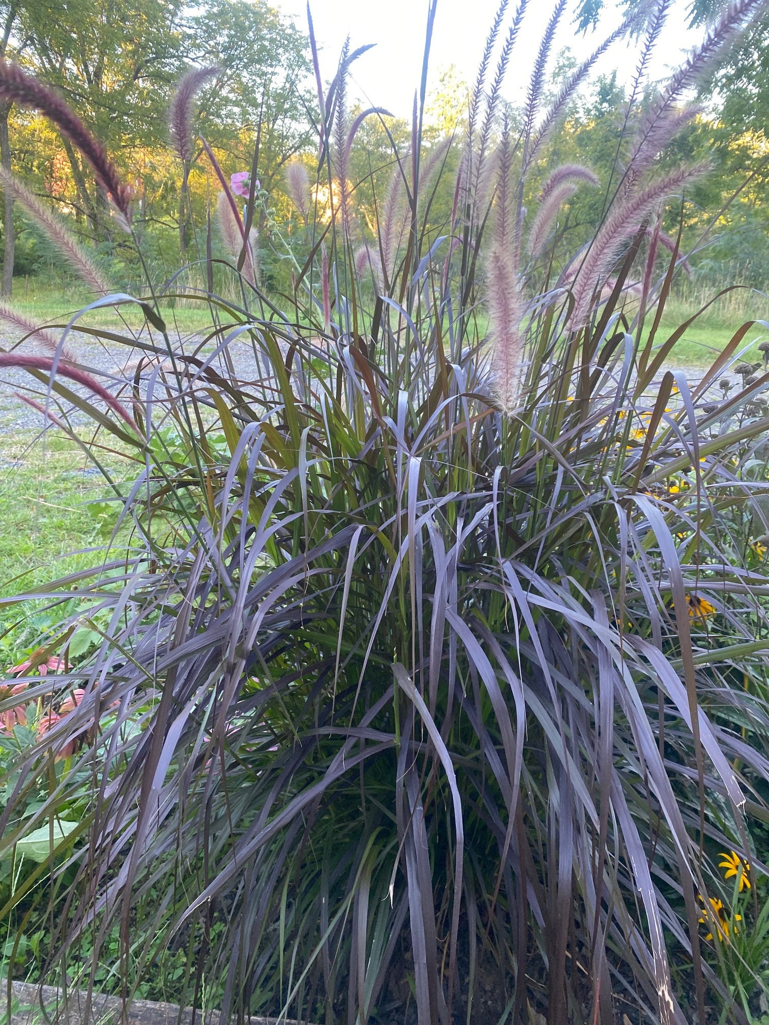 Buffelgrass Crimson Fountain Grass, Ornamental Grass Seeds, Grass Seeds ...