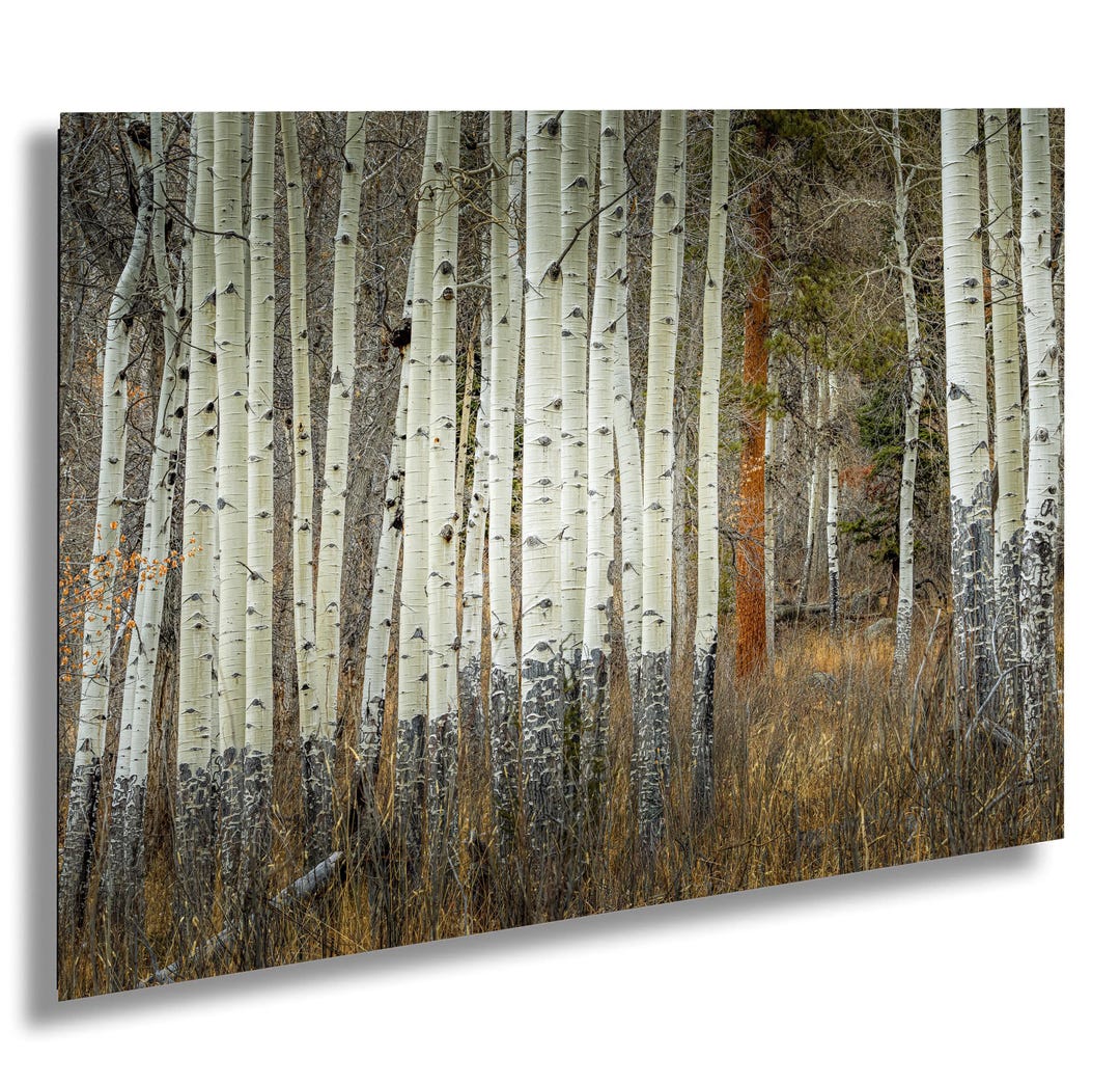 Aspen Trees in Winter 4, Rocky Mountain National Park, Colorado: Print ...