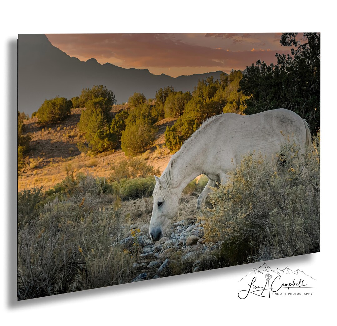 Wild White Mustang Stallion Photograph: New Mexico Wall Art - Etsy