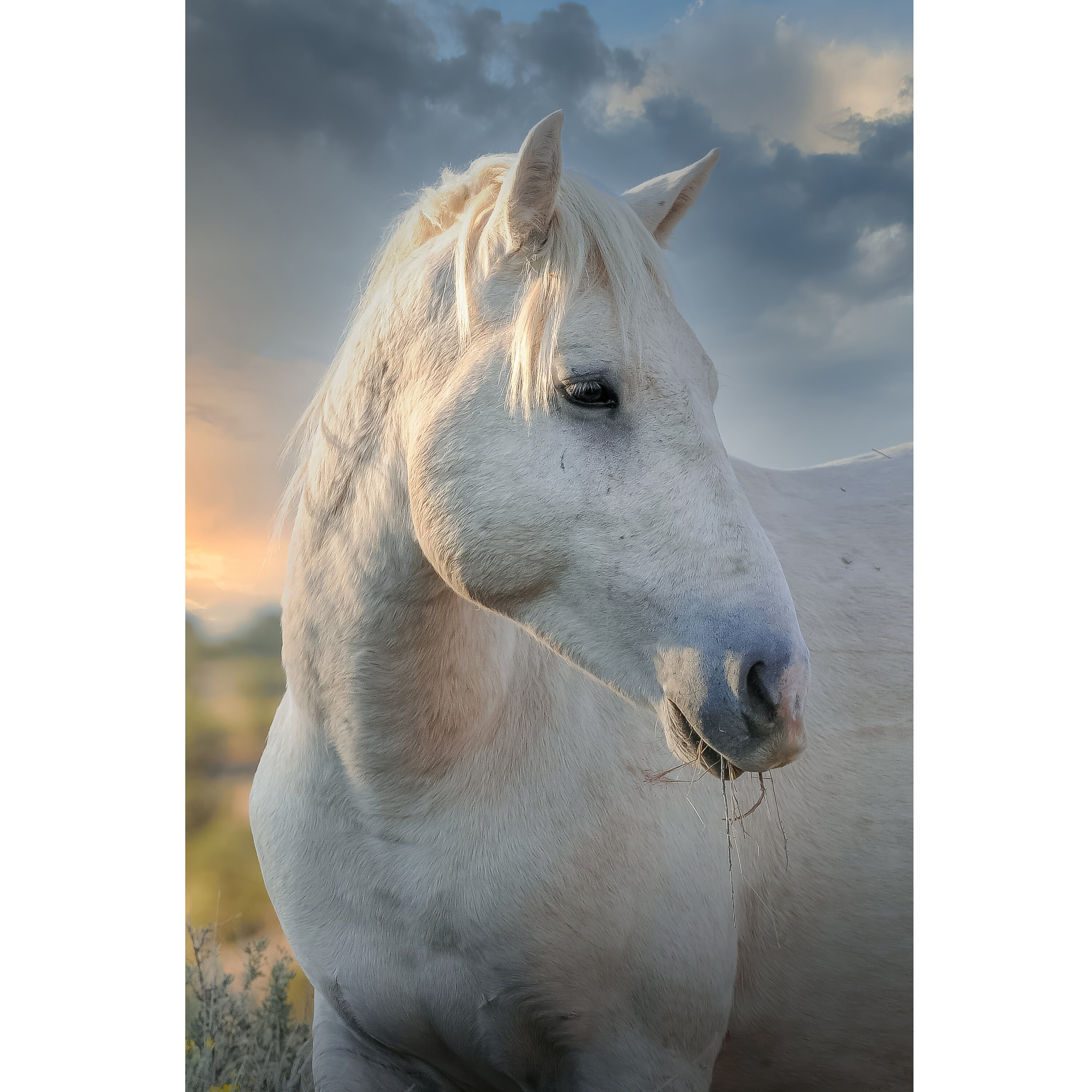 Wild White Mustang Horse Stallion Print / Canvas / Metal / Acrylic ...