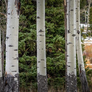 Aspen Trees Winter Landscape Photo: Colorado Rocky Mountain National ...