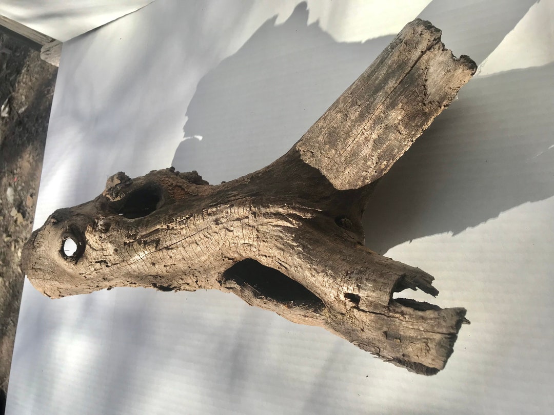 Hollow Log Section With Many Openings - Etsy