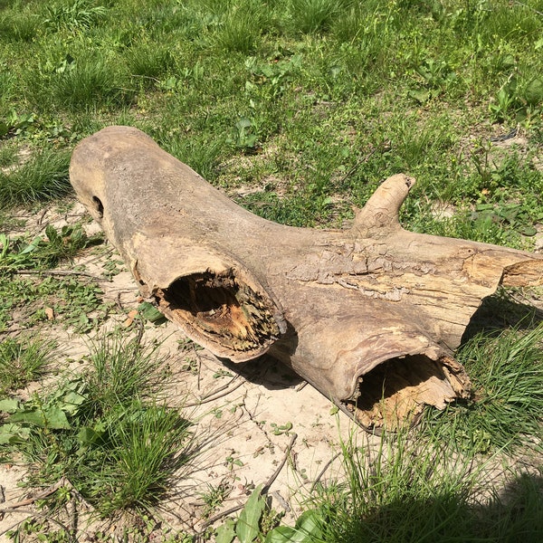 Hollow Log - Etsy