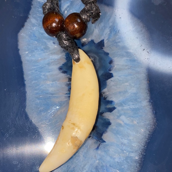 Real Wolf Tooth Necklace - Etsy
