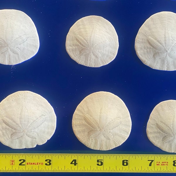 Seashell Decor - Etsy