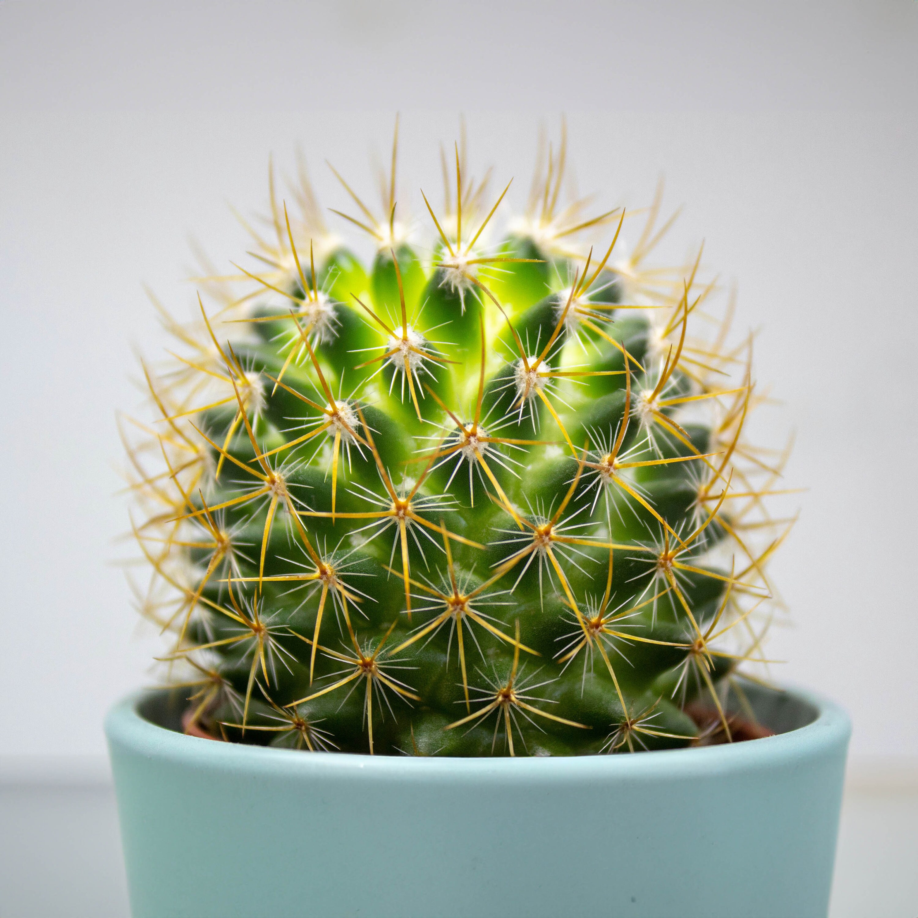 Cactus & Succulent Liquid Feed - 100ml / 250ml - Etsy