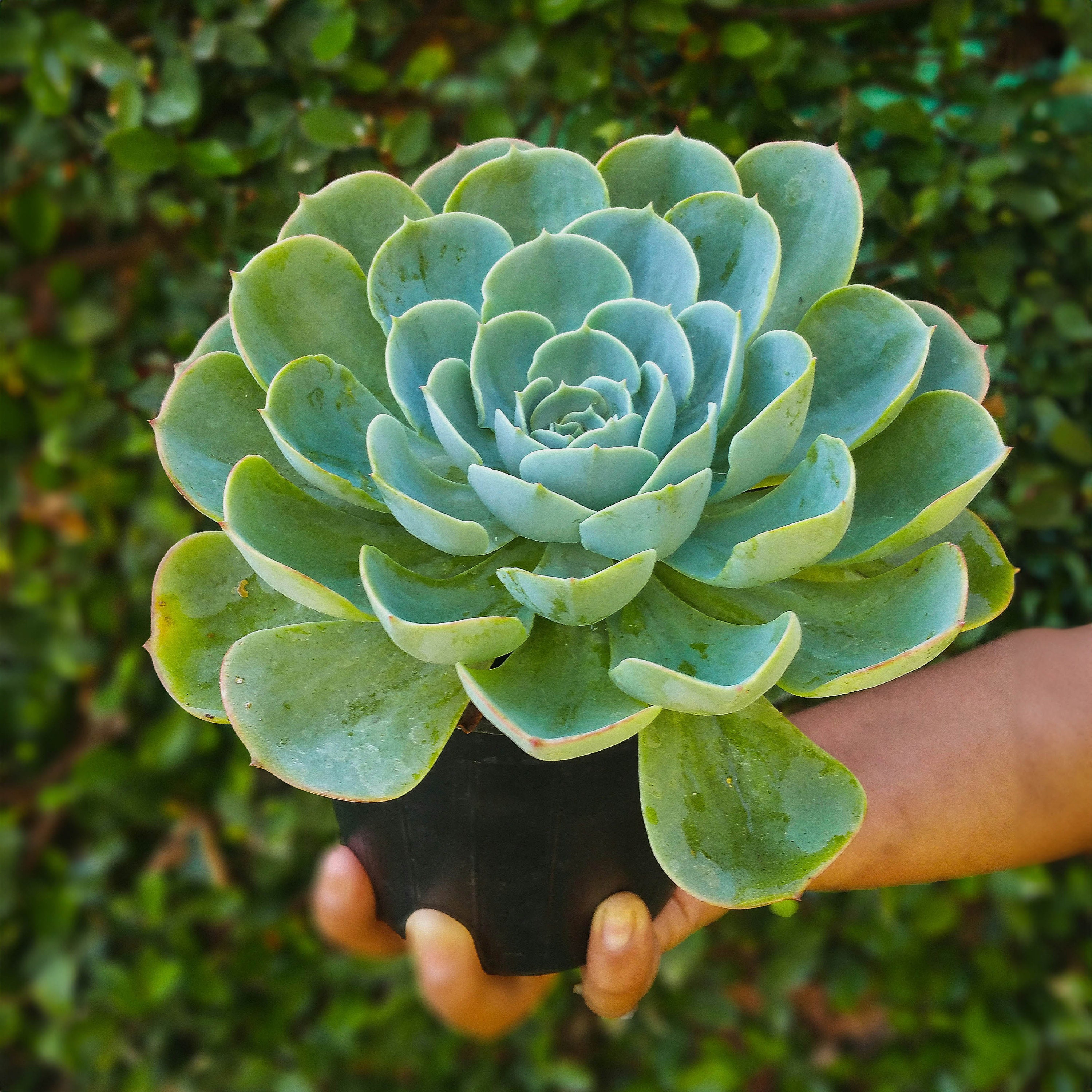 Cactus & Succulent Liquid Feed - 100ml / 250ml - Etsy