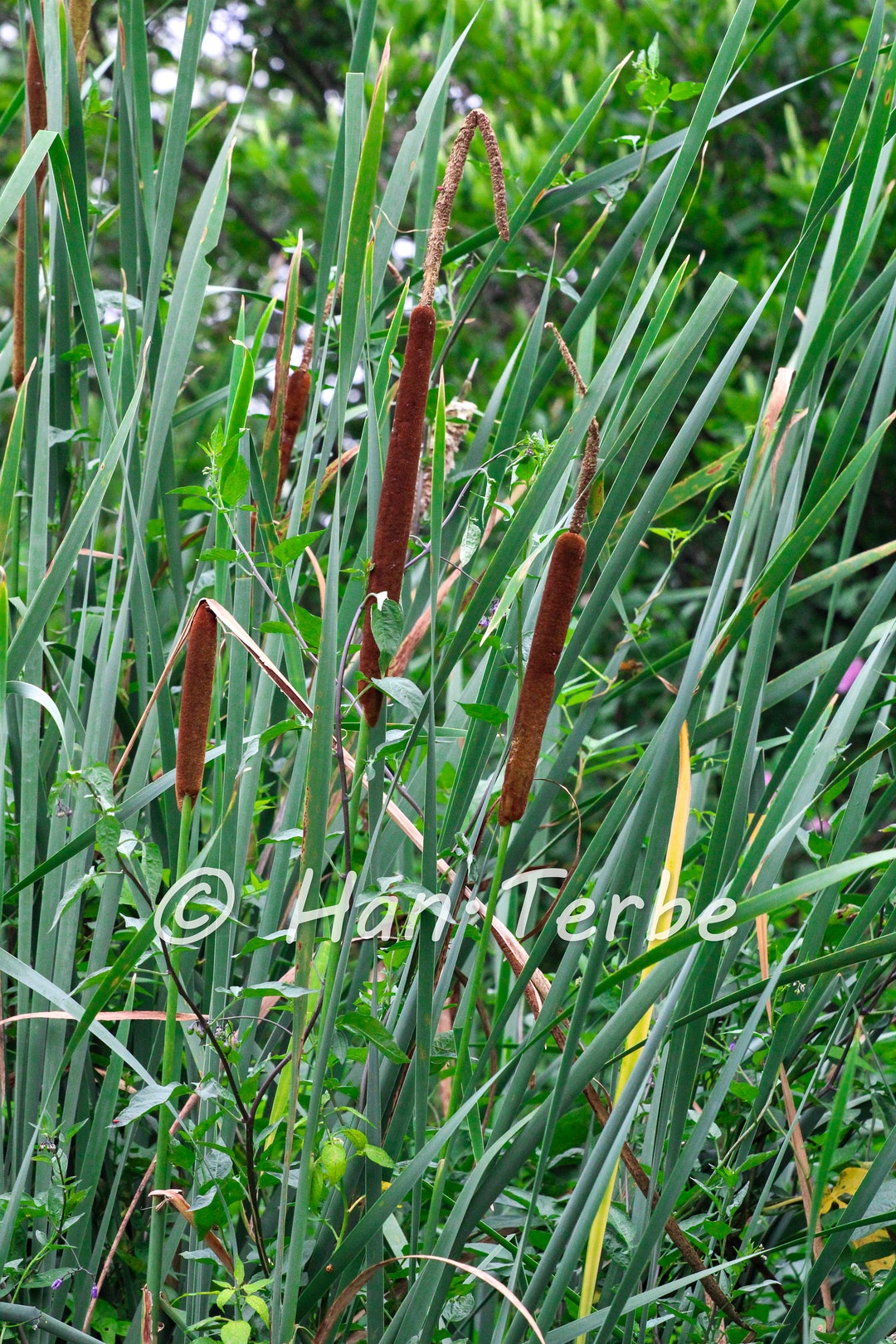 Cattail Photo Printable Digital File JPG Wall Art Decoration - Etsy