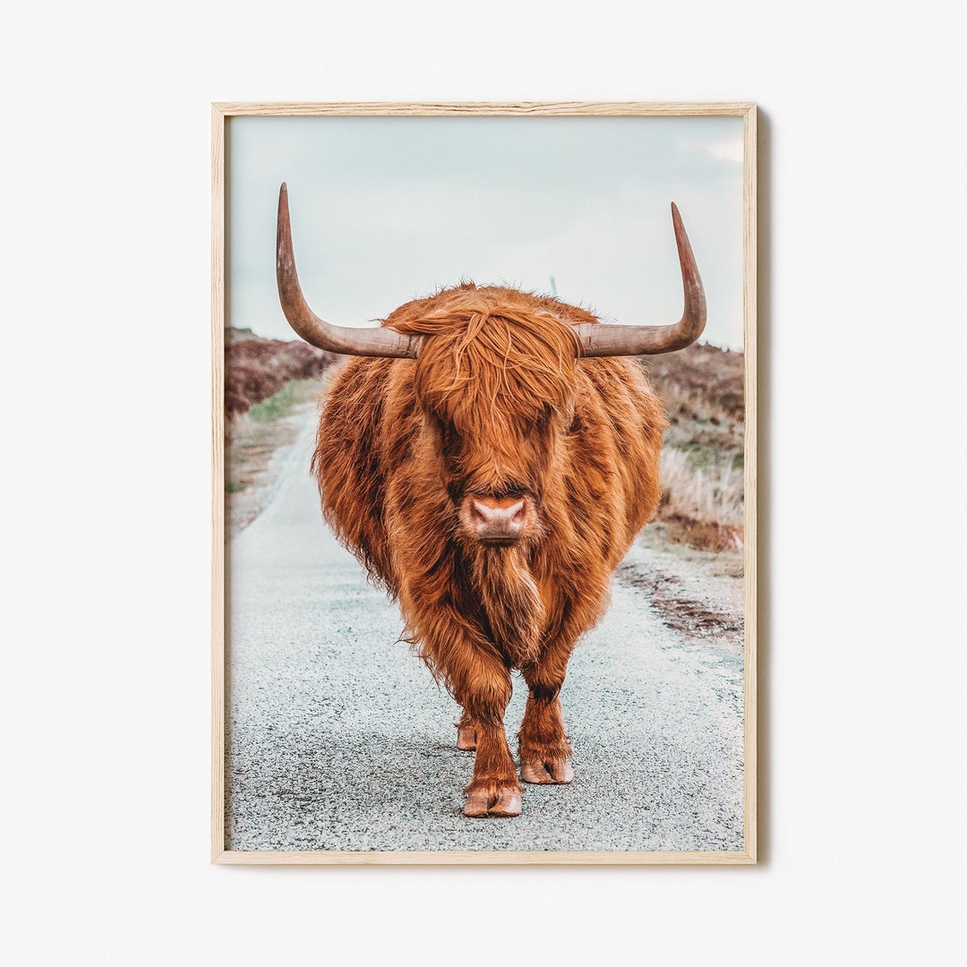 Scottish Highlander Colorful Poster Print No 3, Scottish Highlander ...