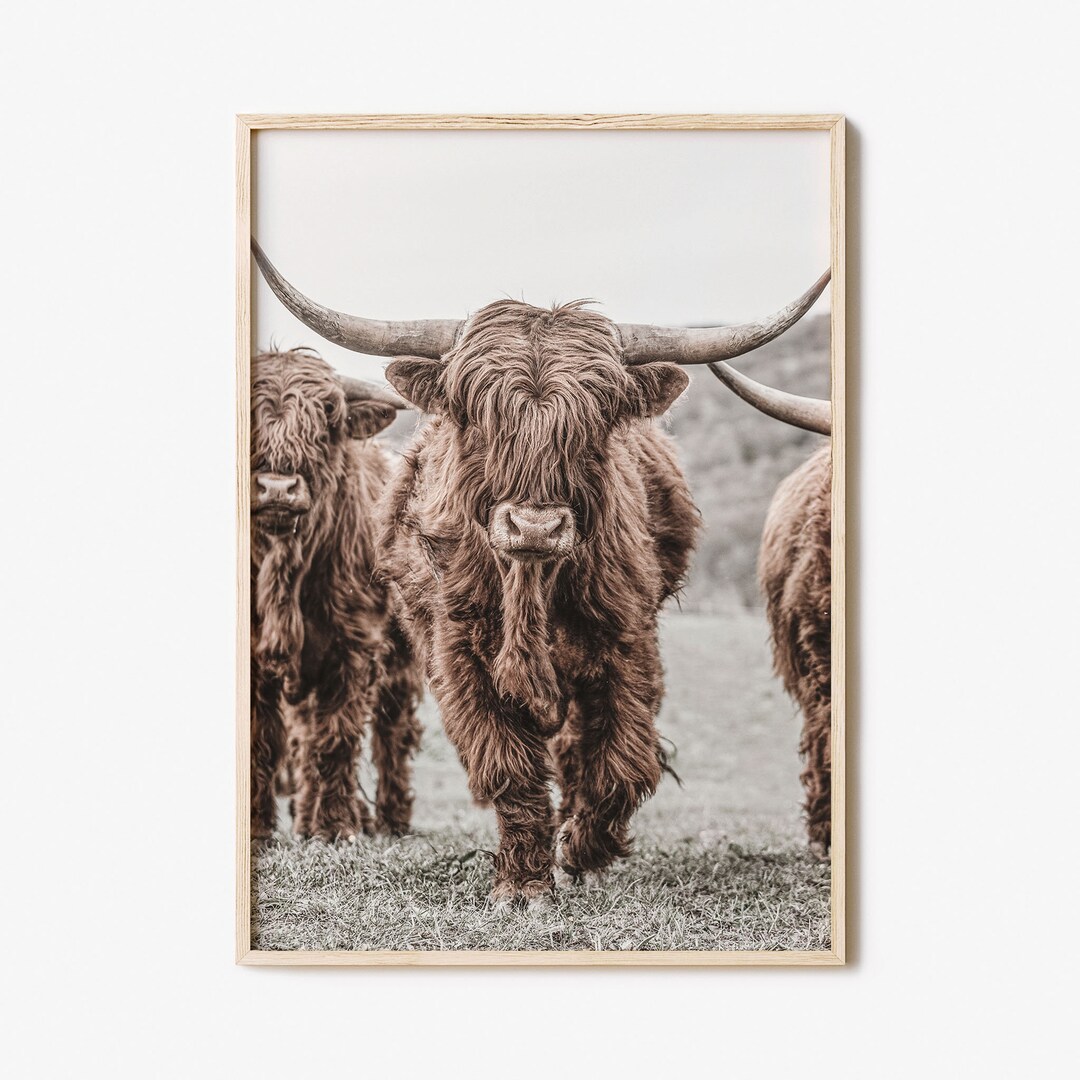 Scottish Highlander Colorful Poster Print No 2, Scottish Highlander ...
