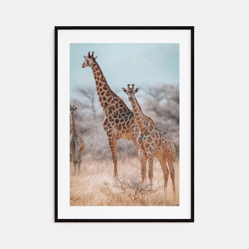 Giraffe Poster - Etsy