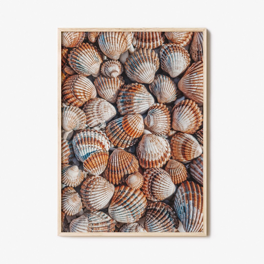 Seashells Colorful Poster Print Seashells Photo Wall Art - Etsy
