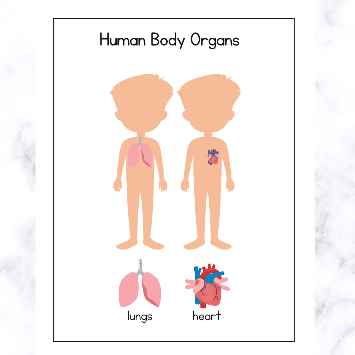 Printable Human Anatomy Coloring Workbook for Kids, Instant Digital ...