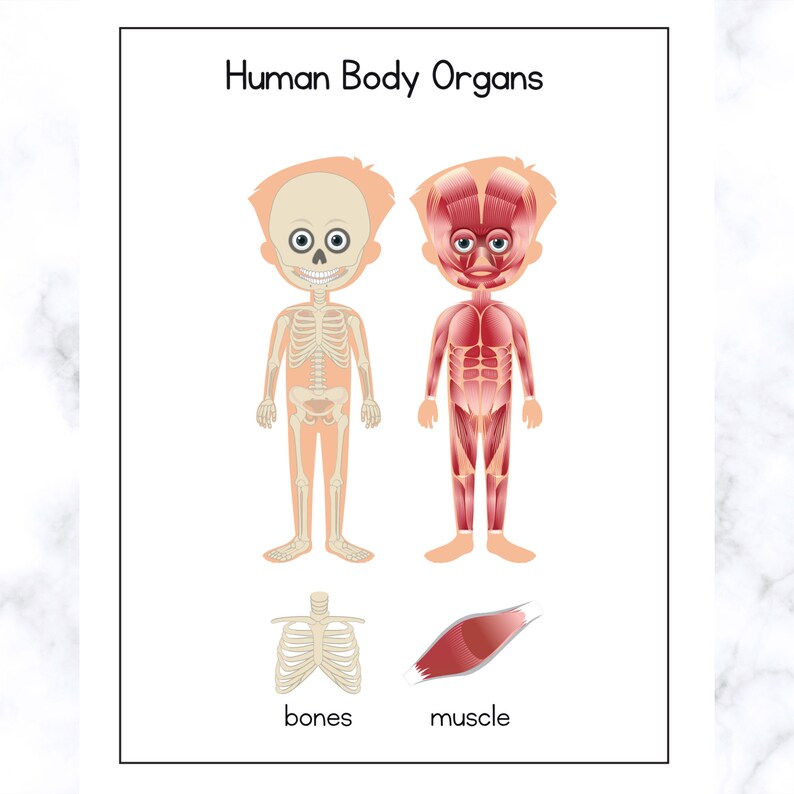 Printable Human Anatomy Coloring Workbook for Kids, Instant Digital ...