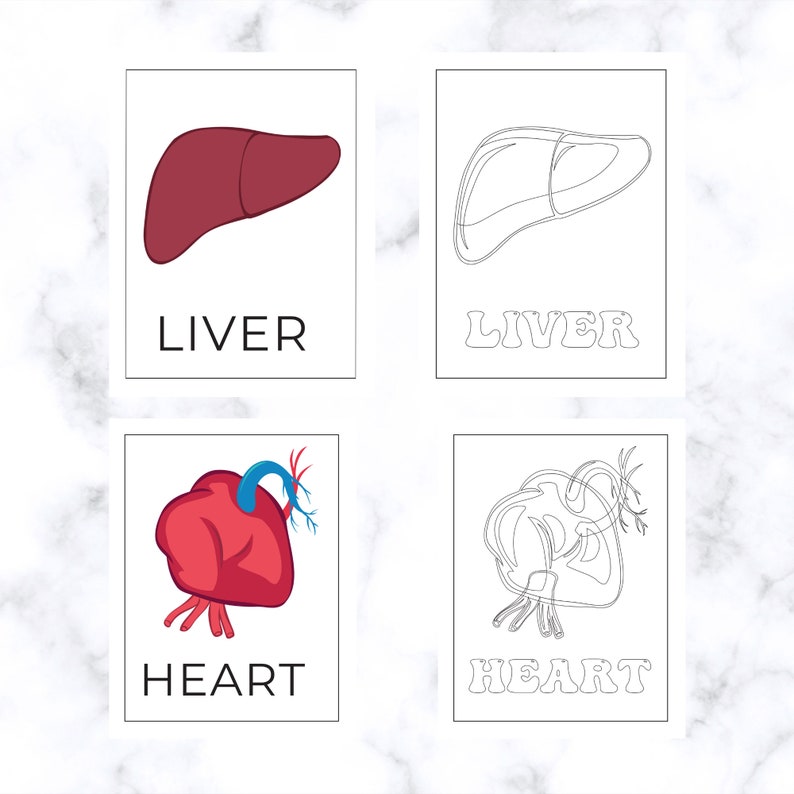 Printable Human Anatomy Coloring Workbook for Kids, Instant Digital ...