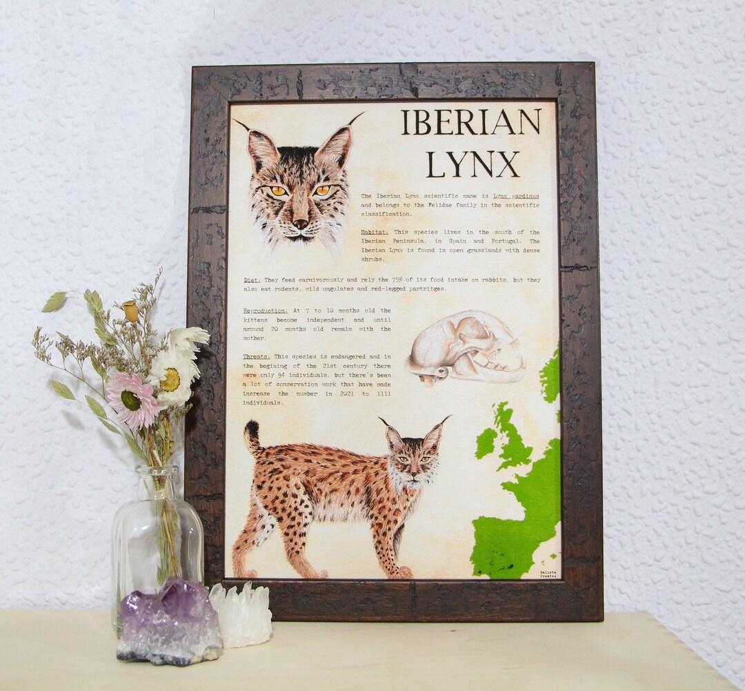 Lynx A4 Art Print - Nature Journal Art Print - Gouache Art Print ...