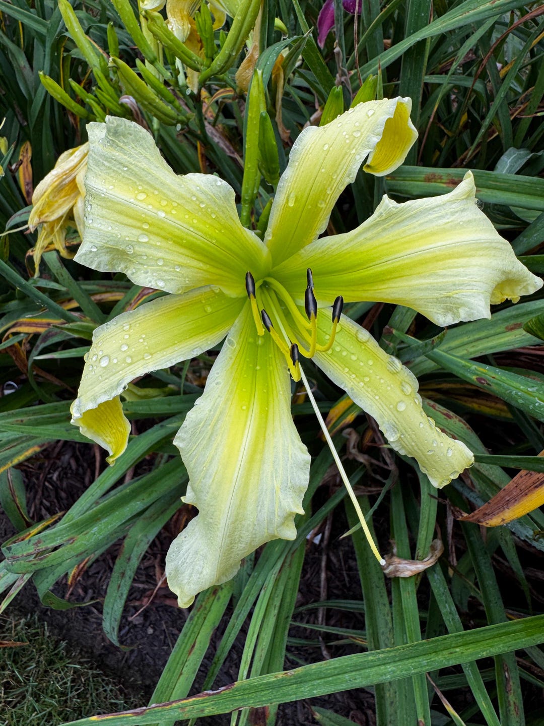 SMALL WORLD LIMEADE Daylily (1 Double Fan or 2 Single Fans / Shipped ...