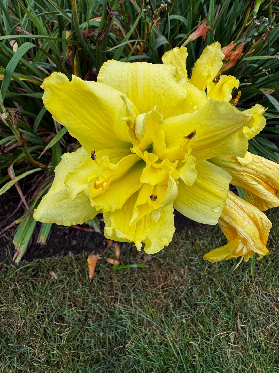 DOUBLE MY SUNSHINE Daylily (1 Double Fan or 2 Single Fans / Shipped ...
