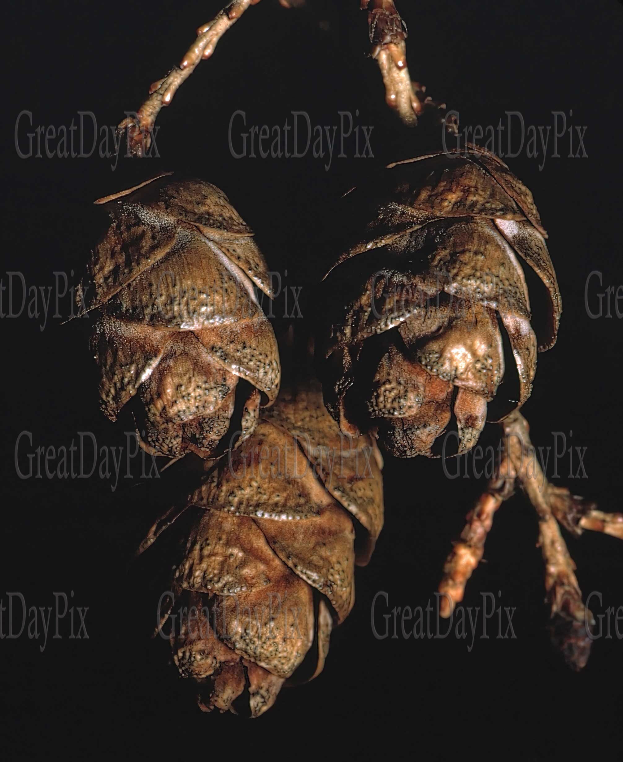 Pine Cone Buds Vertical Print: Smoky Mountain Nature Art (digital ...