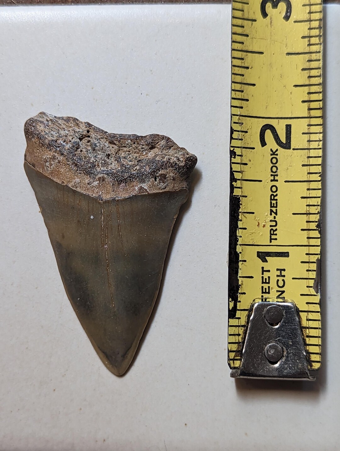Authentic Prehistoric Megalodon Shark Tooth Fossil - Etsy