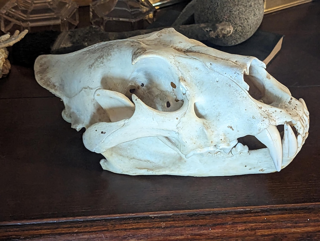 Authentic African Lion Skull - Etsy