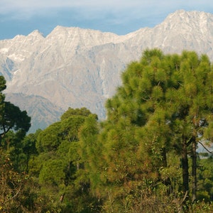 Pinus Roxburghii Chir Pine Pinus Longifolia 5 Seeds - Etsy Canada