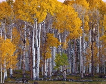 Pinus Roxburghii Chir Pine Pinus Longifolia 5 Seeds - Etsy Canada