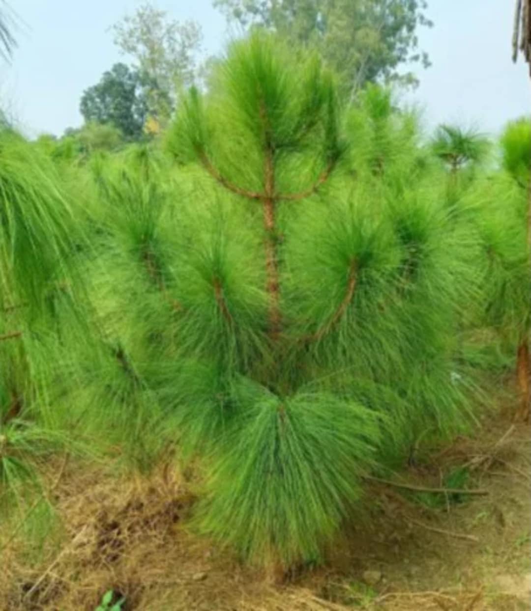 Pinus Roxburghii Chir Pine Pinus Longifolia 5 Seeds - Etsy Canada