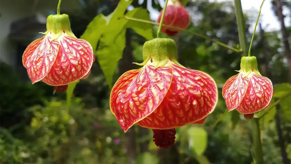 Abutilon Pictum Callianthe Picta 5 graines - Etsy France
