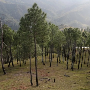 Pinus Roxburghii Chir Pine Pinus Longifolia 5 Seeds - Etsy Canada