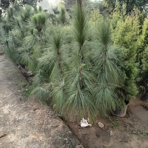 Pinus Roxburghii Chir Pine Pinus Longifolia 5 Seeds - Etsy Canada