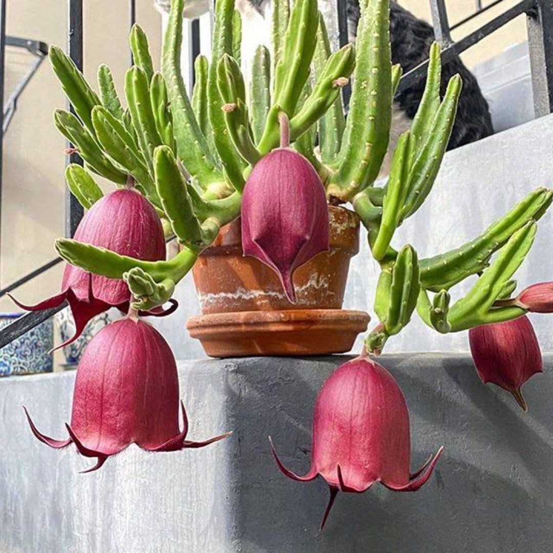 Stapelia Leendertziae Black Bells Leendertz's Charion Flower succulent ...