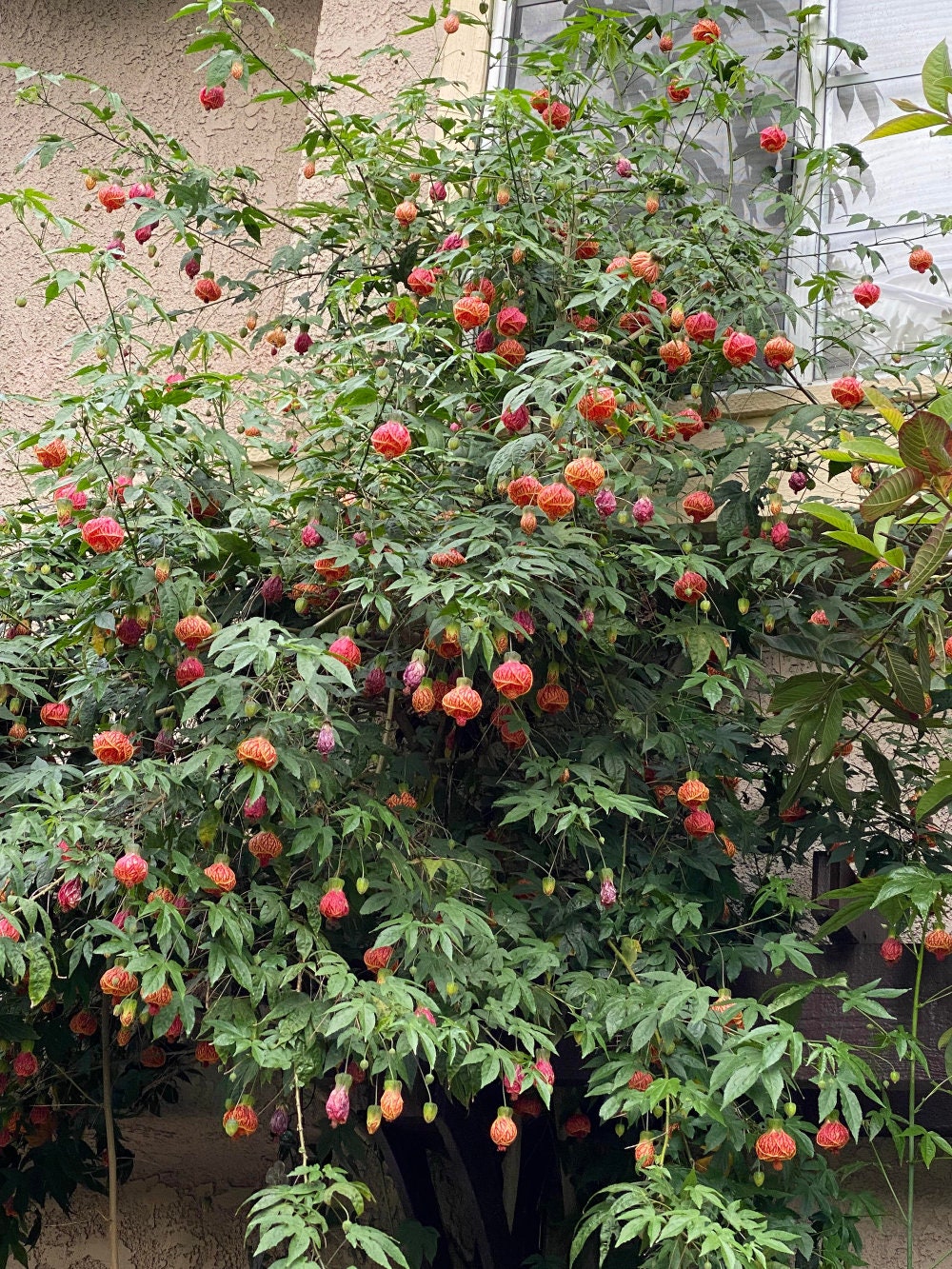 Abutilon Pictum Callianthe Picta 5 graines - Etsy France