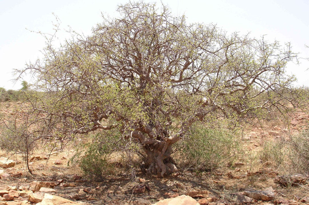 Commiphora Berryi Mudgiluvai Bálsamo indio de Galaad 5 semillas - Etsy ...