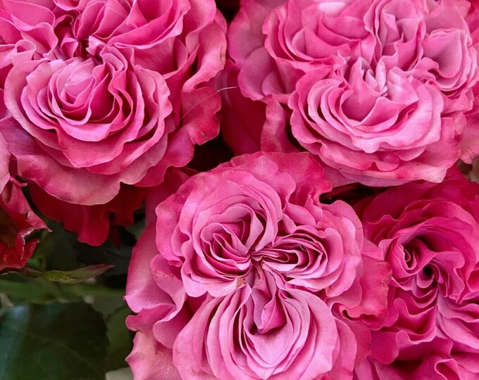 Rose ”country Blues“乡村蓝调 VIP Cut Rose Live Shrub Lavender Rose Plant - Etsy