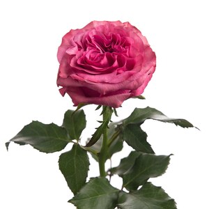 Rose country Blues乡村蓝调 VIP Cut Rose Live Shrub Lavender Rose Plant - Etsy