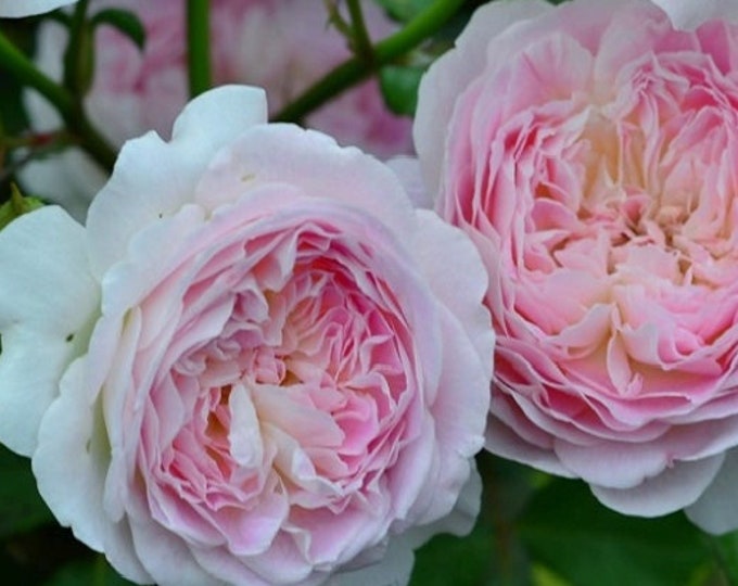 Rose "malines" 梅克林花边/河本洋 Japanese Rose Live Plant, 2 Gallon - Etsy
