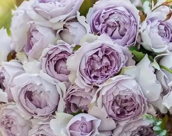 Japanese Rose "lucifer" 路西法/光之天使fragrant Rose Shrub Plant Ownroot, 1 ...