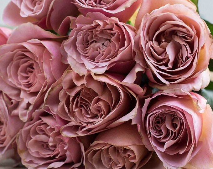 Rose “cafe Latte”拿铁咖啡vip Roses Live Shrub Plant, Ownroot 1 Gallon - Etsy