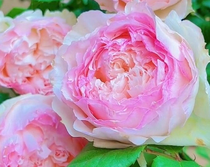 Japanese Rose“m-perzik“佩尔朱克 / ペルジューク Live Shrub Plant, 1 Gallon - Etsy