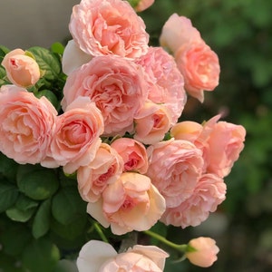 Rose princesse Charlene De Monaco® Strong Fragrance Live Plant 2 Gallon ...