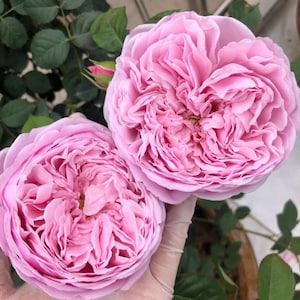 Rose “ausbite” English Climbing Rose Plant Ownroot, 1 Gallon - Etsy