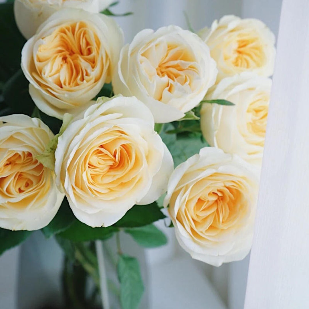 Rose“buttercup”奶油杯live Shrub Plant, 1 Gallon Ownroot - Etsy