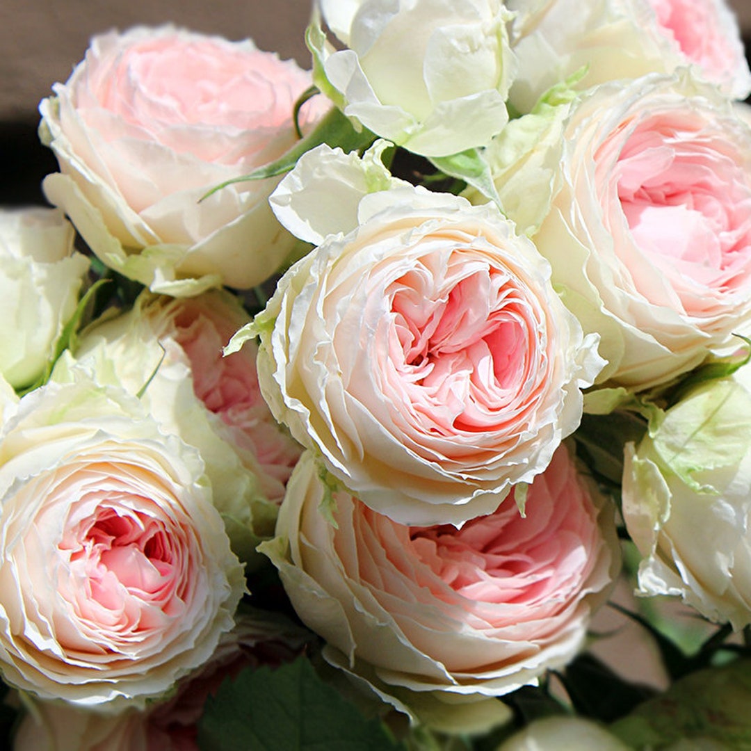 Rose "pompon Veranda/pashmina" 门廊绒球 パシュミナ German Live Plant Pink Green ...