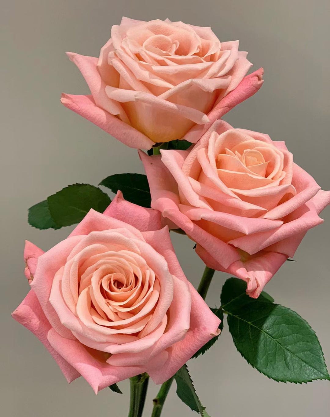 Rose "miss Piggy“猪猪小姐 Roses Cut Flower Live Shrub Plant, 1 Gallon ...