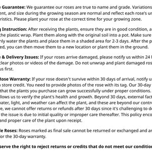 French Cut Rose Pink Strong Fragrant Rose Live Plant, 1 Gallon - Etsy