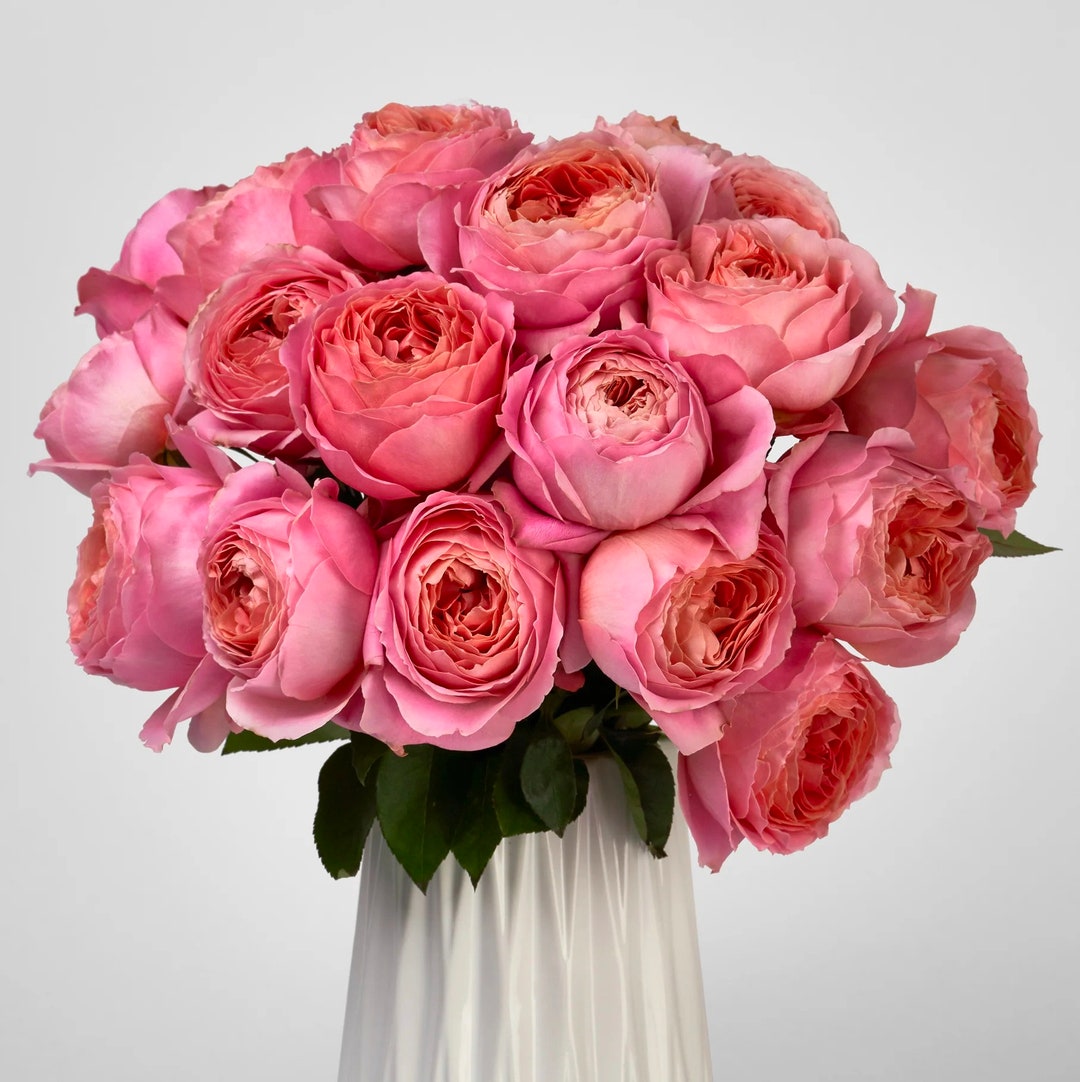 Rose “romantic Antike” 浪漫古董strong Fragrance Live Shrub Plant Ownroot, 1 ...